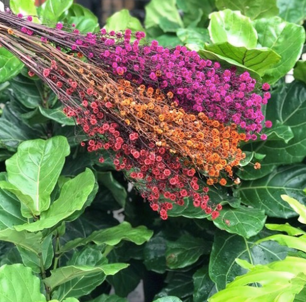 Let’s talk about Stirlingia! – East End Flower Market